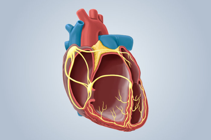 Arritmias cardíacas: Tipos, causas e tratamentos - Cardiomaster