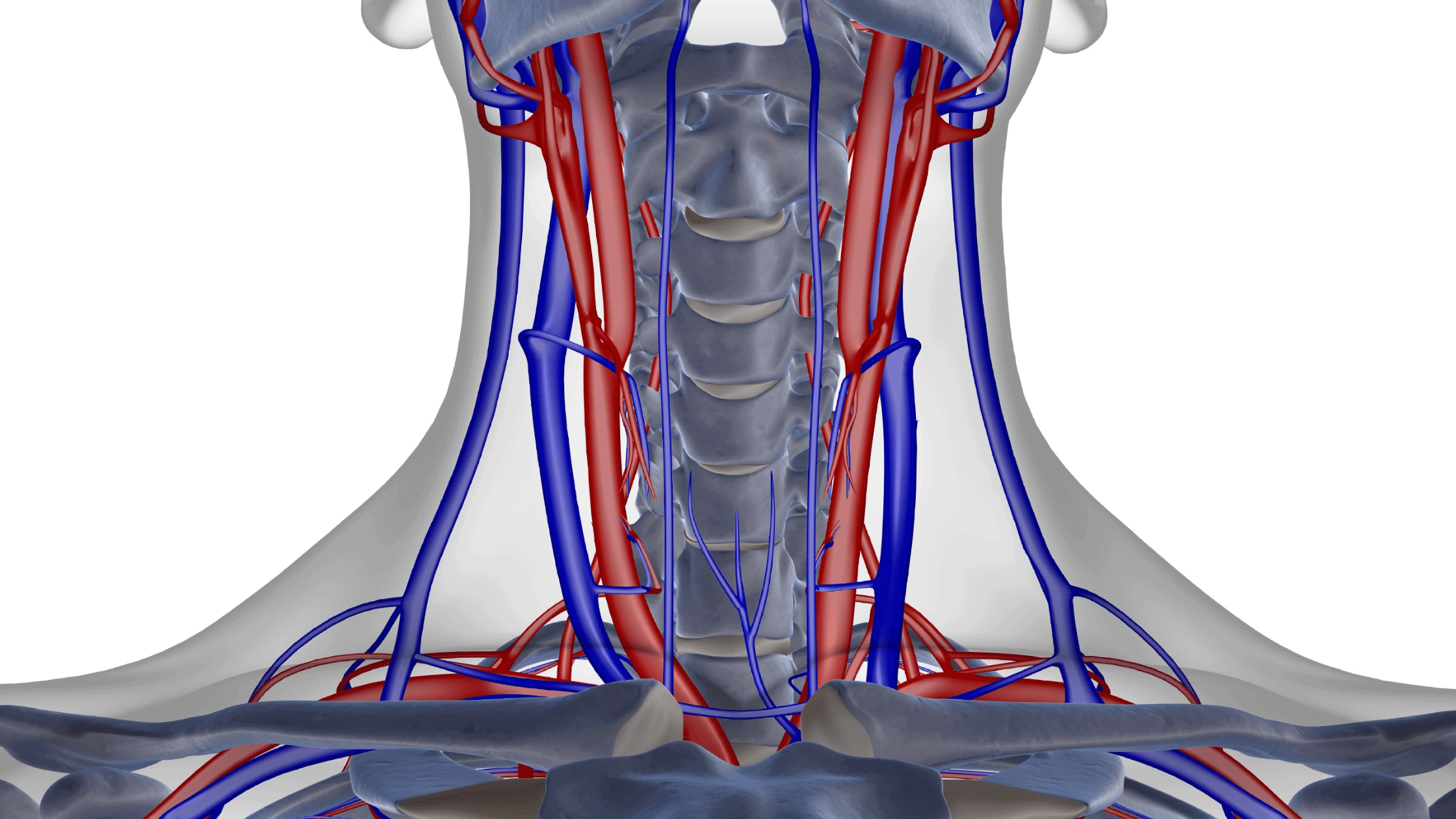 Como é realizado o ecocardiograma de carótidas e vertebrais? - Cardiomaster